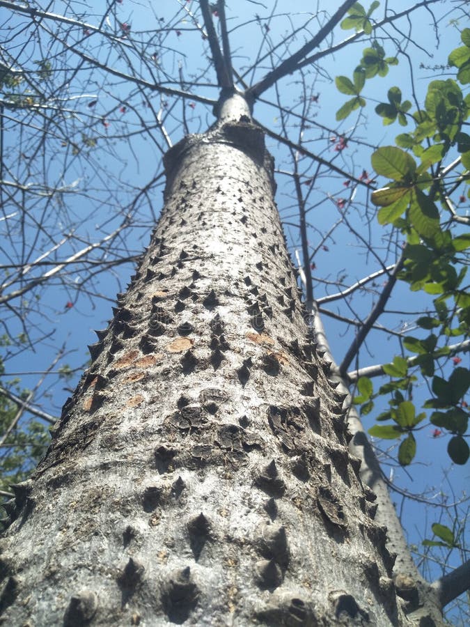 Large Tree Close Up View from Bottom Stock Photo - Image of sculpture ...