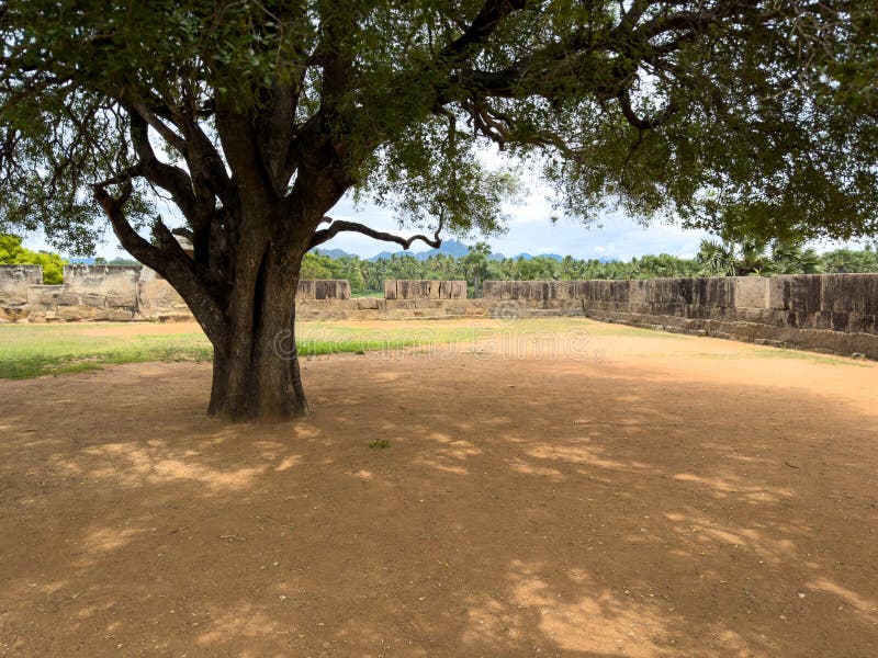 Large Tree in the Complex of Vattakottai Fort Which is Majestic Fort ...