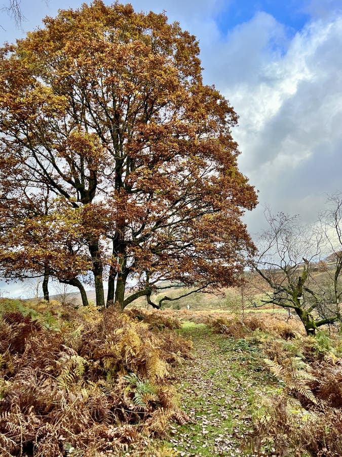 Autumn Tree stock image. Image of season, leaves, autumn - 296198307