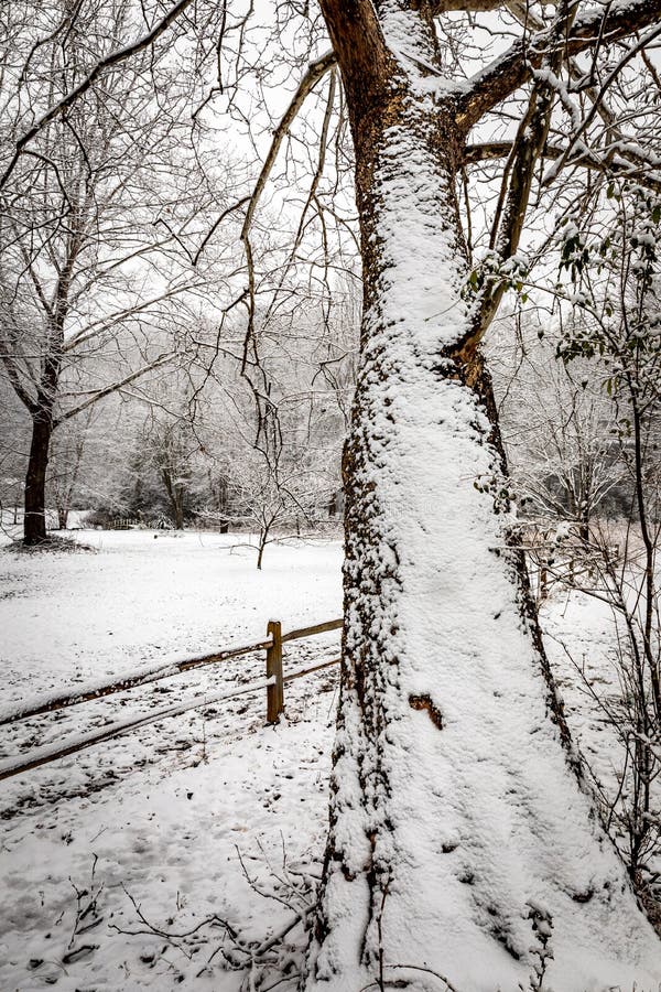 Large Tree Covered with Snow Frames the Right Side of Photograph Stock ...