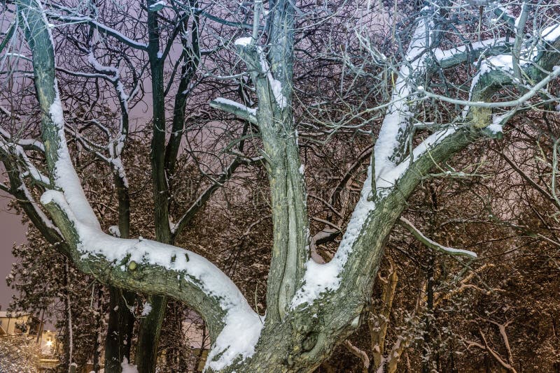 Large Tree Covered with Snow at Night Stock Image - Image of covered ...