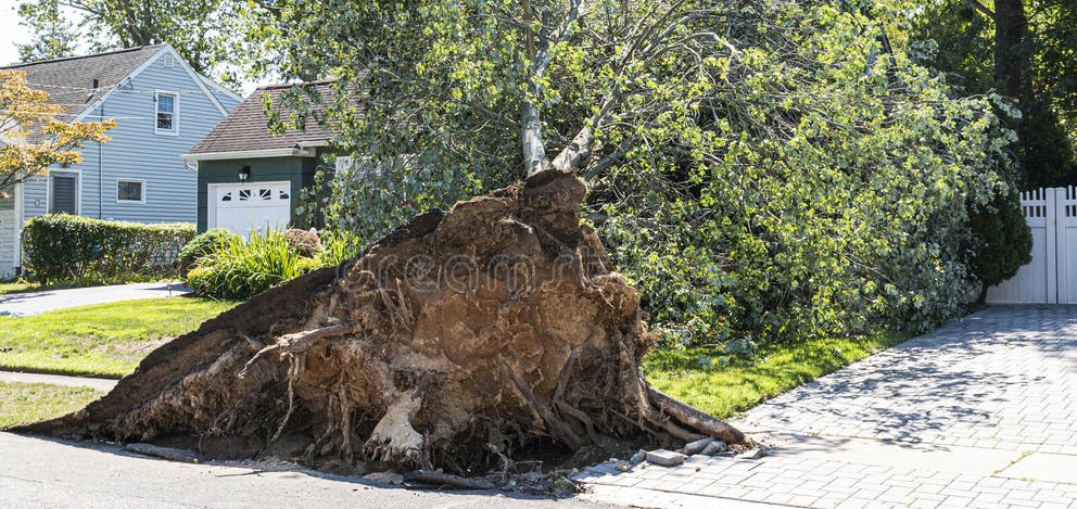 Tree Falls on House during Storm Stock Photo - Image of aftermath ...