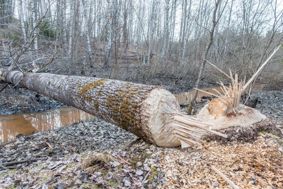 Beaver timber stock image. Image of management, landscape - 106518811