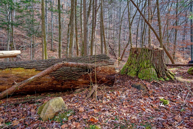Large tree cut down stock image. Image of wedge, stump - 302257789