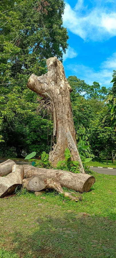 Large Tree Cut Down in the Park Stock Image - Image of park, tree ...