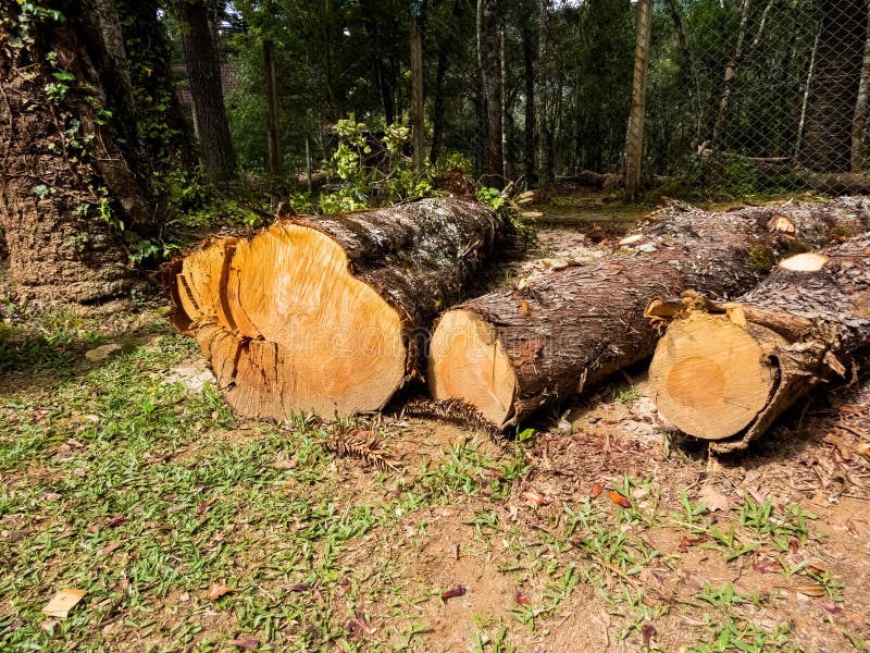 Large tree cut recently, stock photo. Image of amazon - 247733780