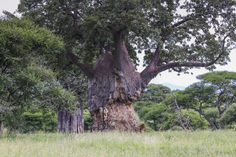 Large Tree with Damage To Base of Trunk from Animals Stock Image ...