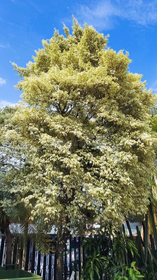 A Large Tree with Dense Leaves Stock Photo - Image of sumer, dense ...