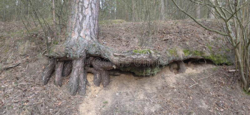 A Large Tree with Exposed Roots on a Hillside, Showcasing the Intricate ...