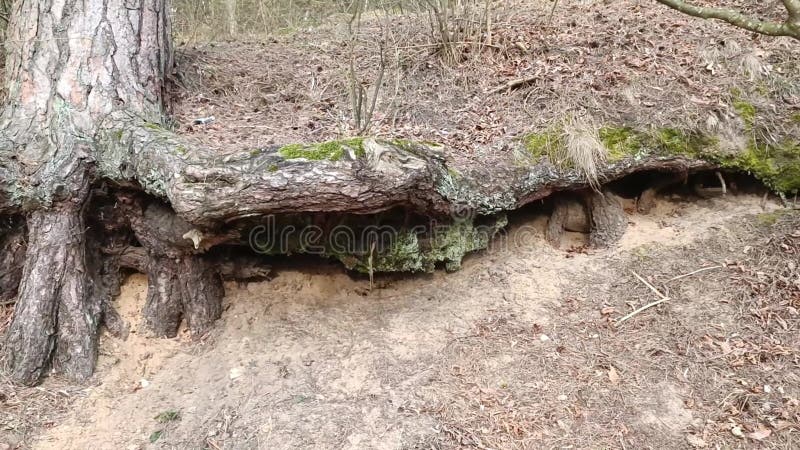 A Large Tree with Exposed Roots on a Hillside, Showcasing the Intricate ...