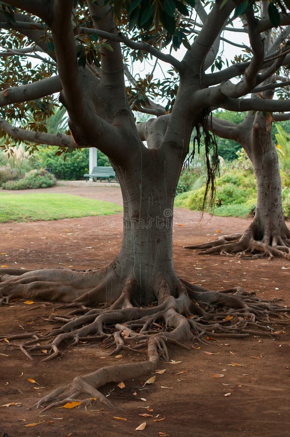 Mature Tree with Thick Exposed Roots Sprawling Over Dry Soil in a Green ...