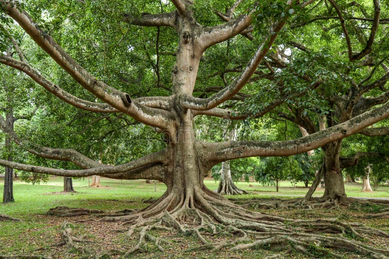 Majestic Tree with Exposed Roots in a Green Park Stock Image - Image of ...