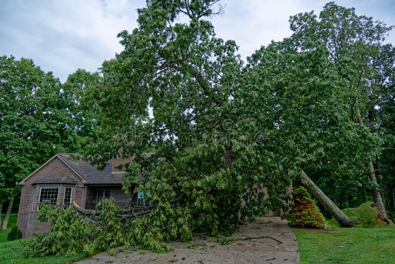 Large Tree Fallen on a House Stock Image - Image of safety, limb: 288648399
