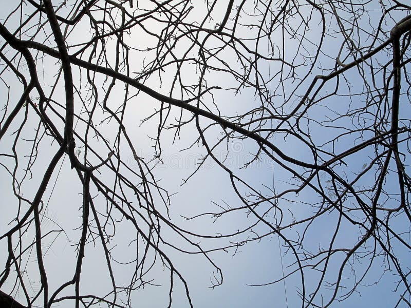 The Tree Branches Shaped Like Spider Webs Stock Photo - Image of large ...
