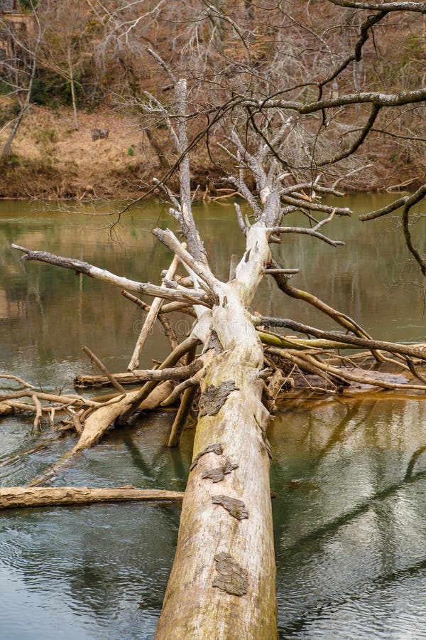 Large Tree Fallen into River Stock Photo - Image of bark, bare: 32680874