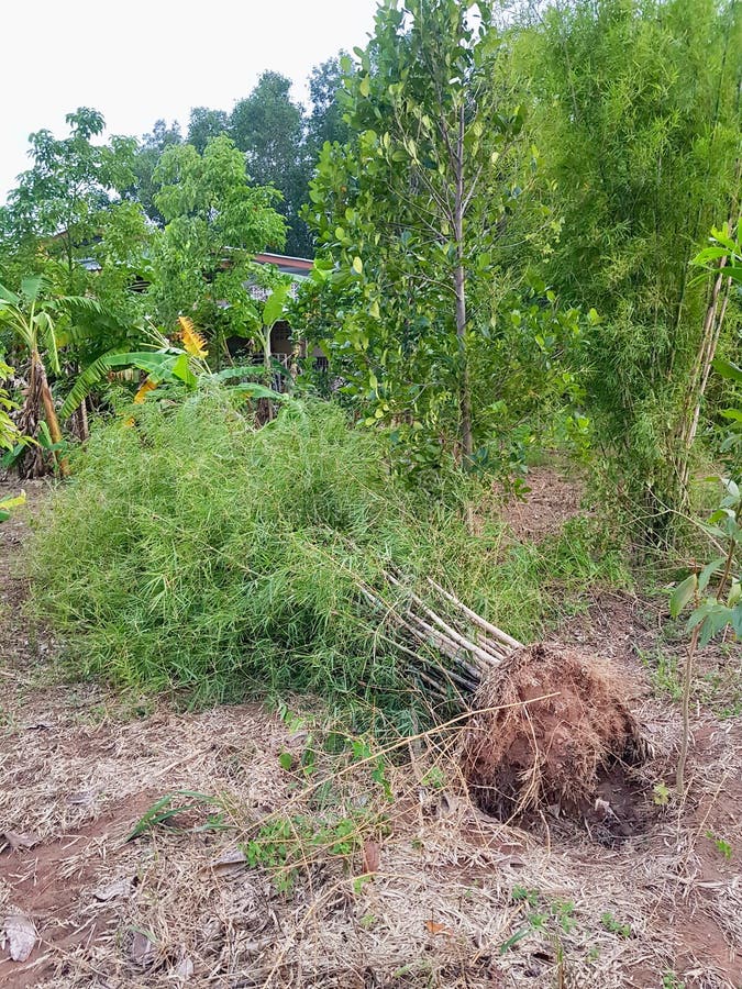 A Large Tree Fell in the Middle of the Garden. Stock Image - Image of ...