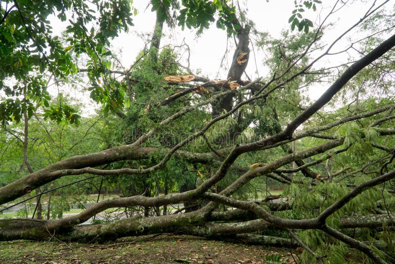 A Large Tree that Fell Over during a Thunder Storm Stock Photo - Image ...