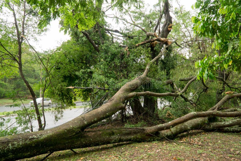 A Large Tree that Fell Over during a Thunder Storm Stock Photo - Image ...
