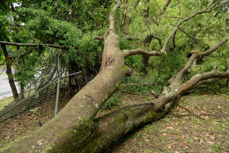 A Large Tree that Fell Over during a Thunder Storm Stock Photo - Image ...