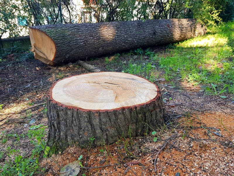 A Large Tree Felled in a Pine Forest with a Large Tree Trunk Stock ...