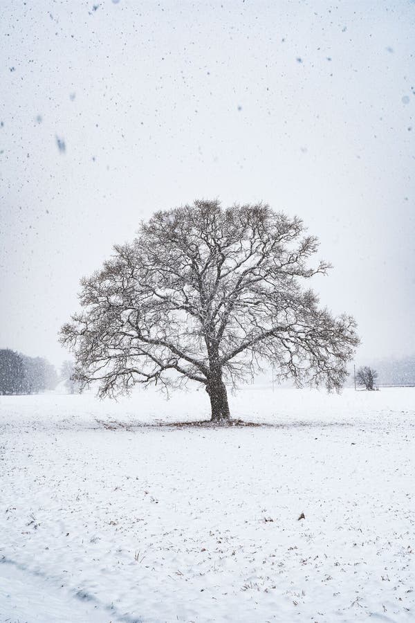 A Large Tree in a Field Covered in Snow and Falling Snowballs Stock ...