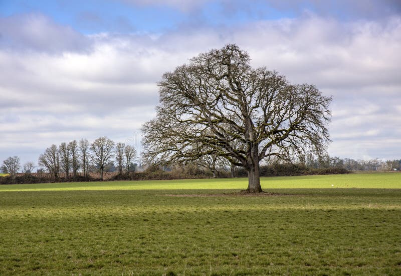 Large Tree in a Field Oregon Countryside Stock Photo - Image of oregon ...