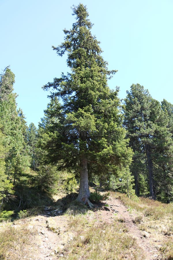 Large Tree stock image. Image of large, green, tree, forrest - 91967441