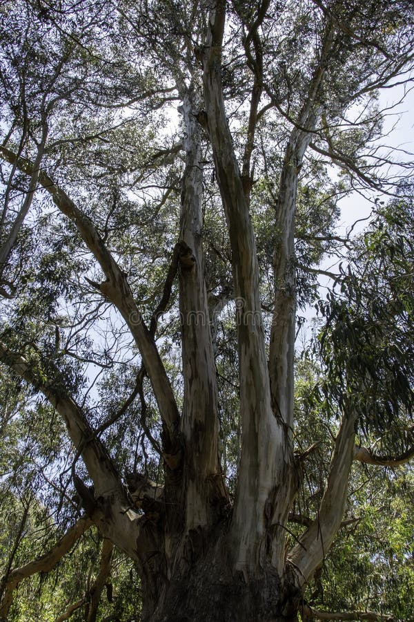 Large tree in foreground stock image. Image of large - 118296943