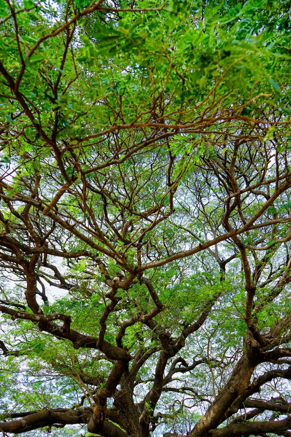 A Large Tree in the Forest, Beautiful Branches Stock Image - Image of ...