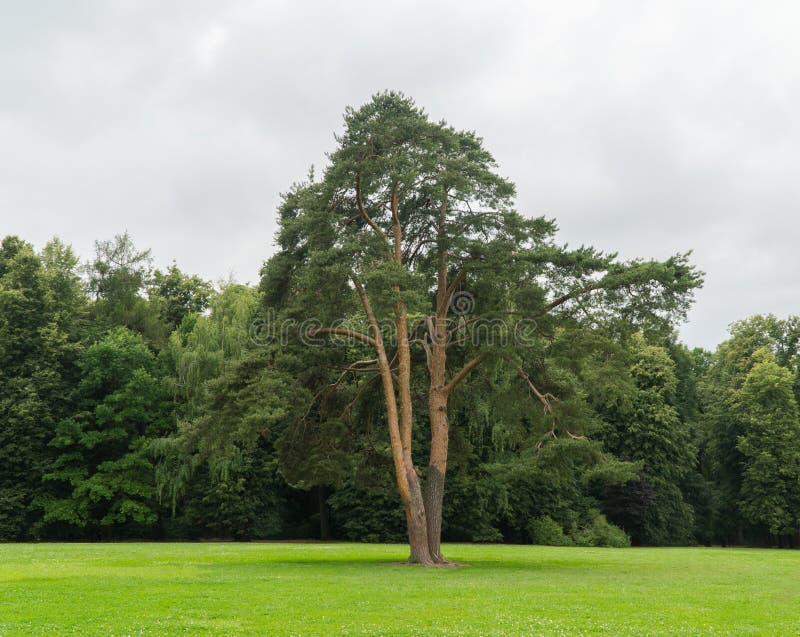 A Large Tree in the Forest Field Stock Photo - Image of meadow, spring ...