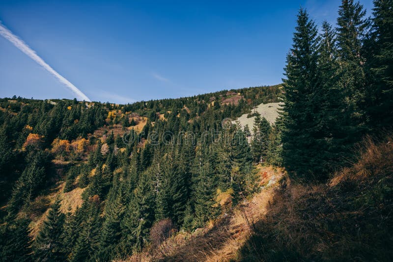 A large tree in a forest stock photo. Image of signs - 210199746