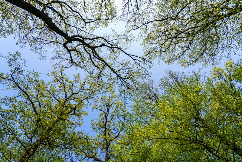 A large tree in a forest stock photo. Image of autumn - 210544706