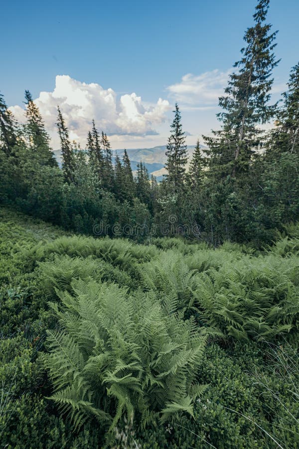 A large tree in a forest stock photo. Image of light - 215552090