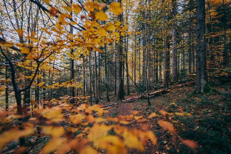 A Large Tree in a Forest a Mountain Stock Image - Image of outdoors ...
