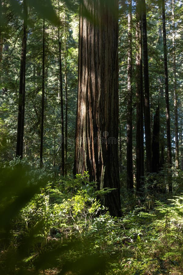 A Large Tree in a Forest with Sunlight Shining through the Leaves Stock ...