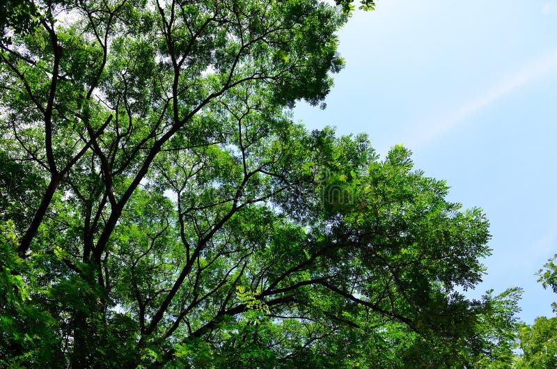 A large tree in a forrest stock photo. Image of hawaii - 41695754