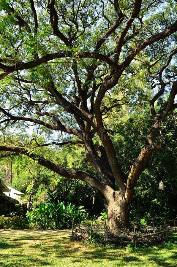 A large tree in a forrest stock photo. Image of cloudy - 50352326
