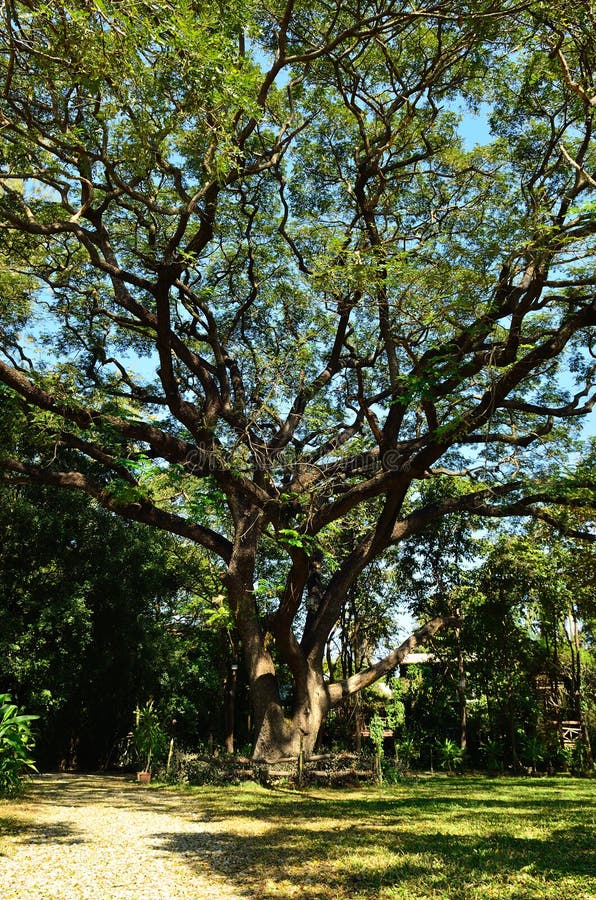 A large tree in a forrest stock image. Image of cloudy - 50352657