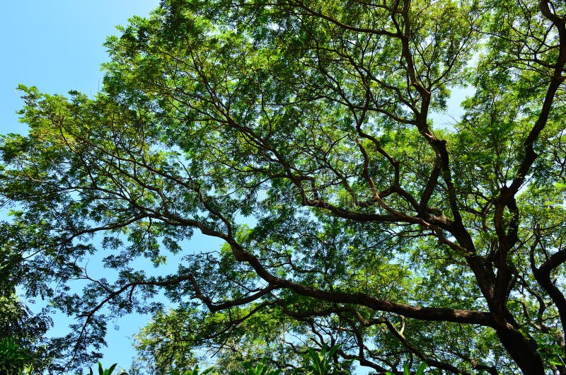 A large tree in a forrest stock image. Image of dizzy - 50353353