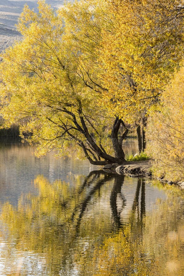 Large Tree in Full Fall Color Over a Pond Reflected in the Water Stock ...