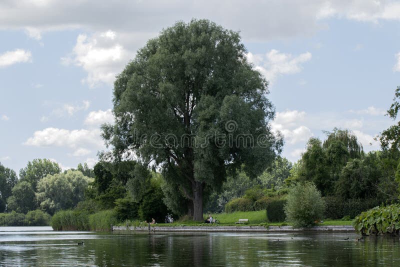 Large Tree at the Gaasperplas at Amsterdam the Netherlands 20-7-2020 ...
