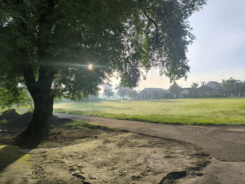 A Large Tree in a Green Field Illuminated by Morning Sunlight Stock ...