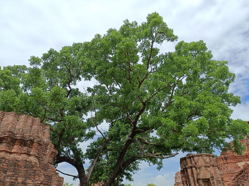 A Large Tree Covered the Ancient Artifacts. Stock Photo - Image of ...