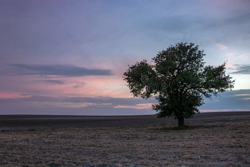 A Large Tree Growing Alone in the Field Stock Photo - Image of soil ...