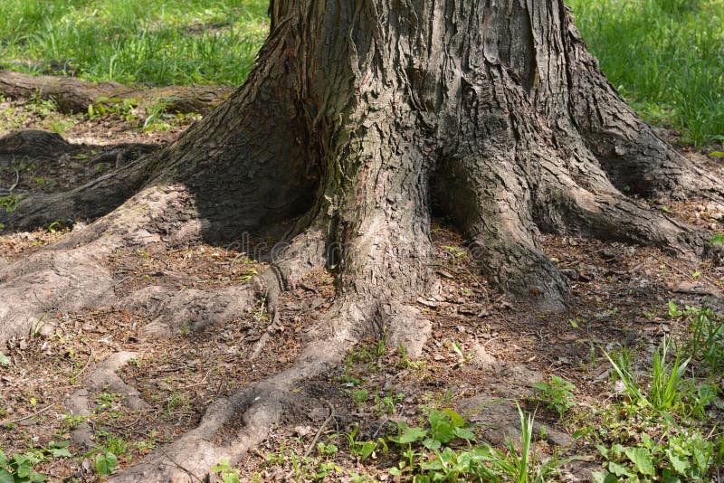 Large Tree Growing with Exposed Tree Roots, Surface Roots in the Park ...