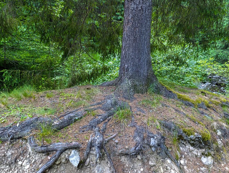 A Large Tree that is Growing Out of the Ground in the Woods Stock Photo ...