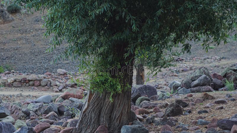 A Large Tree Growing among the Rocks Stock Photo - Image of tangle ...