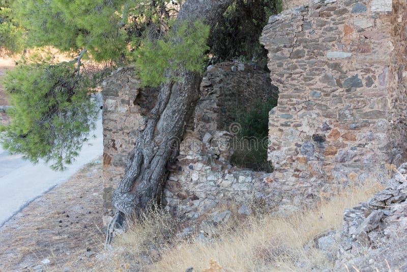 Large Tree Growing into a Wall Stock Image - Image of black, flora ...