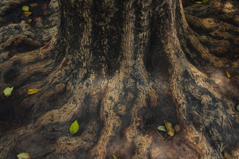 The Large Tree Grows with the Form of Roots Spread Around. Stock Image ...