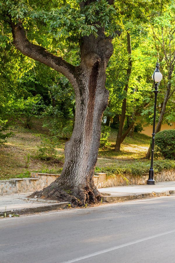 Tree on the sidewalk stock photo. Image of land, nature - 126803812